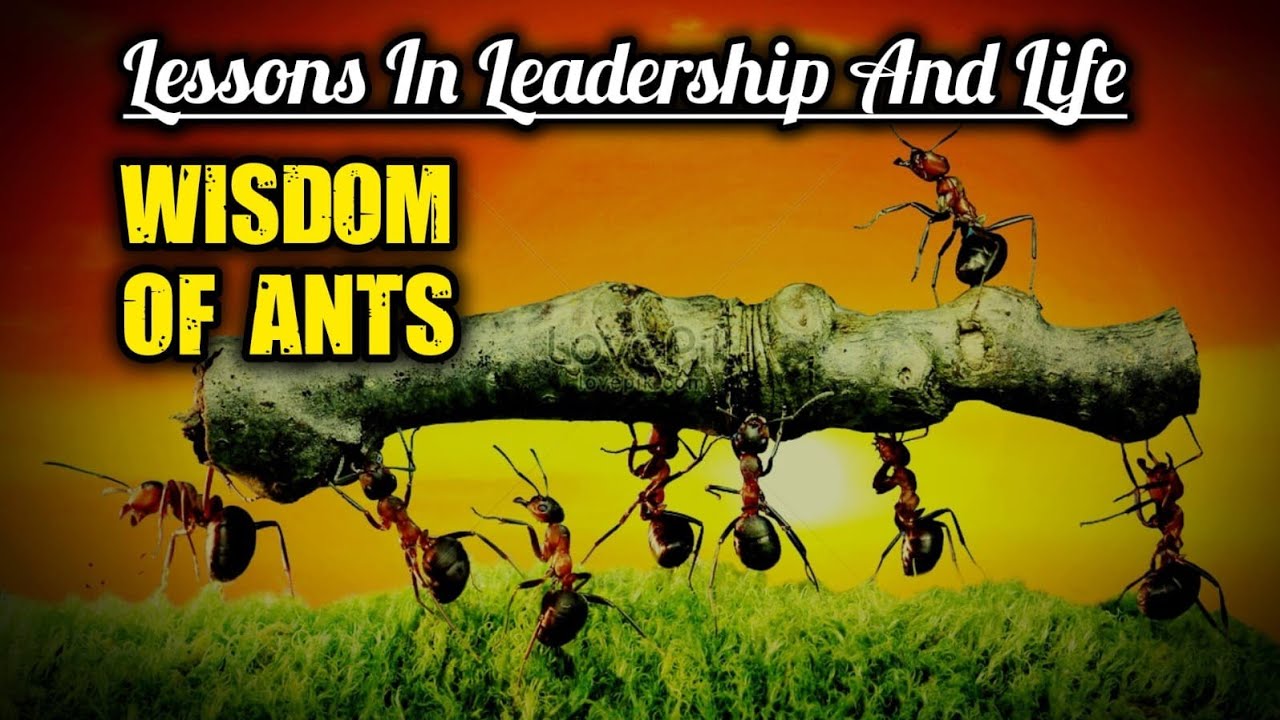 Wisdom Of Ants | Lessons In Leadership And Life | Golden Glow - YouTube