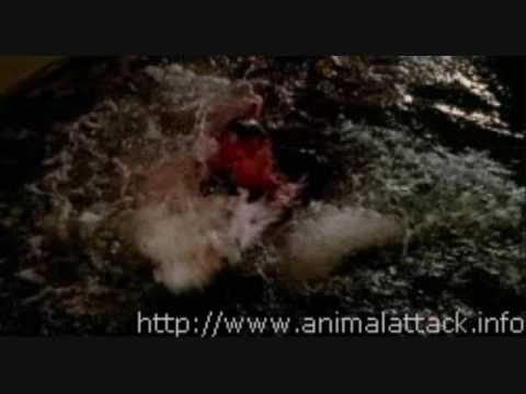 Movie Stills From Alligator 2: The Mutation (1991) - YouTube