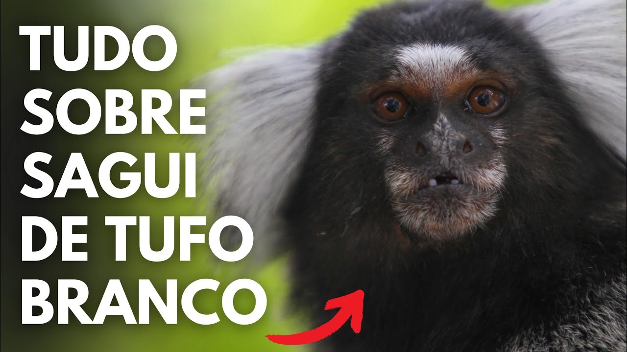 TUDO SOBRE O SAGUI DE TUFO BRANCO - Mico Estrela (Callithrix jacchus ...