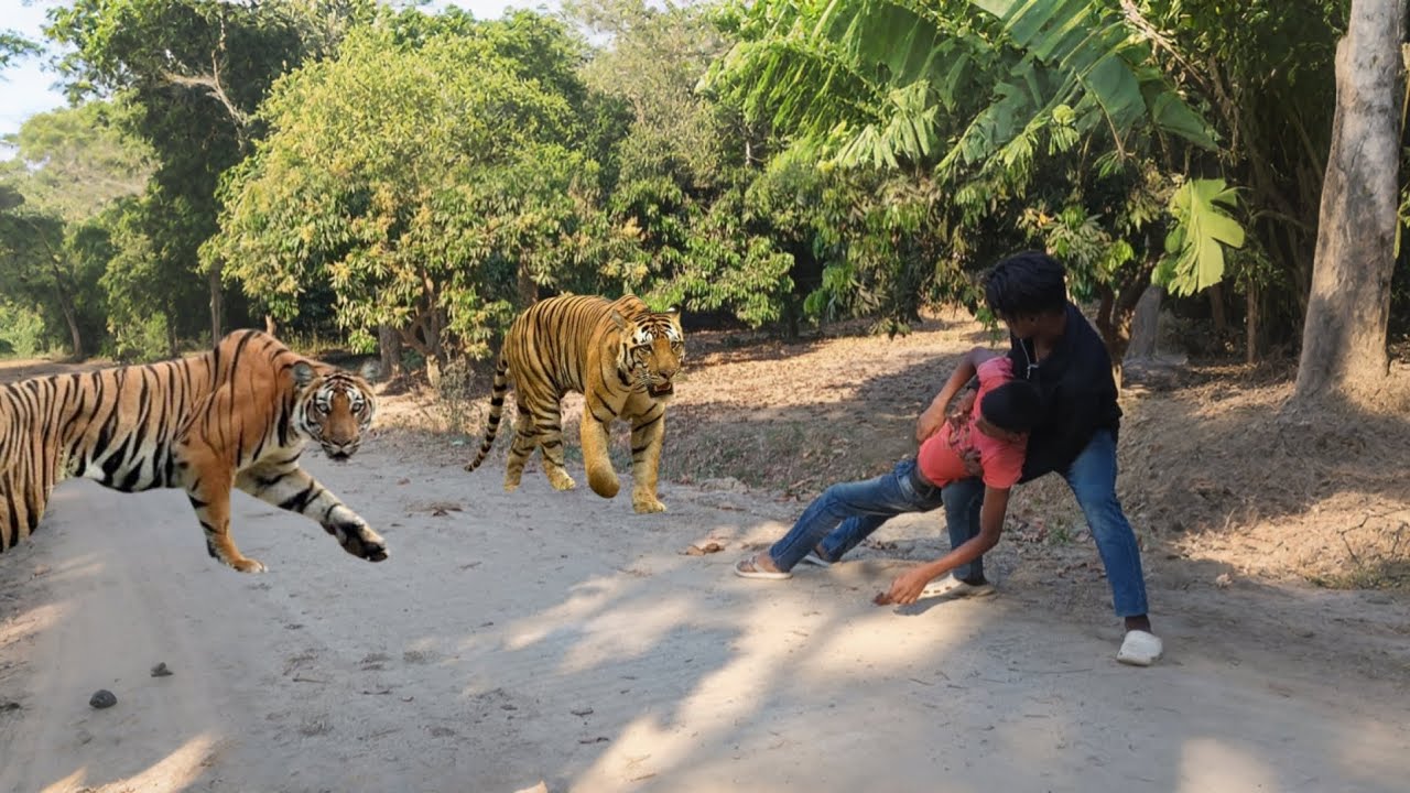Tiger attack man in forest | Royal, bengal tiger attack || Tiger attack ...