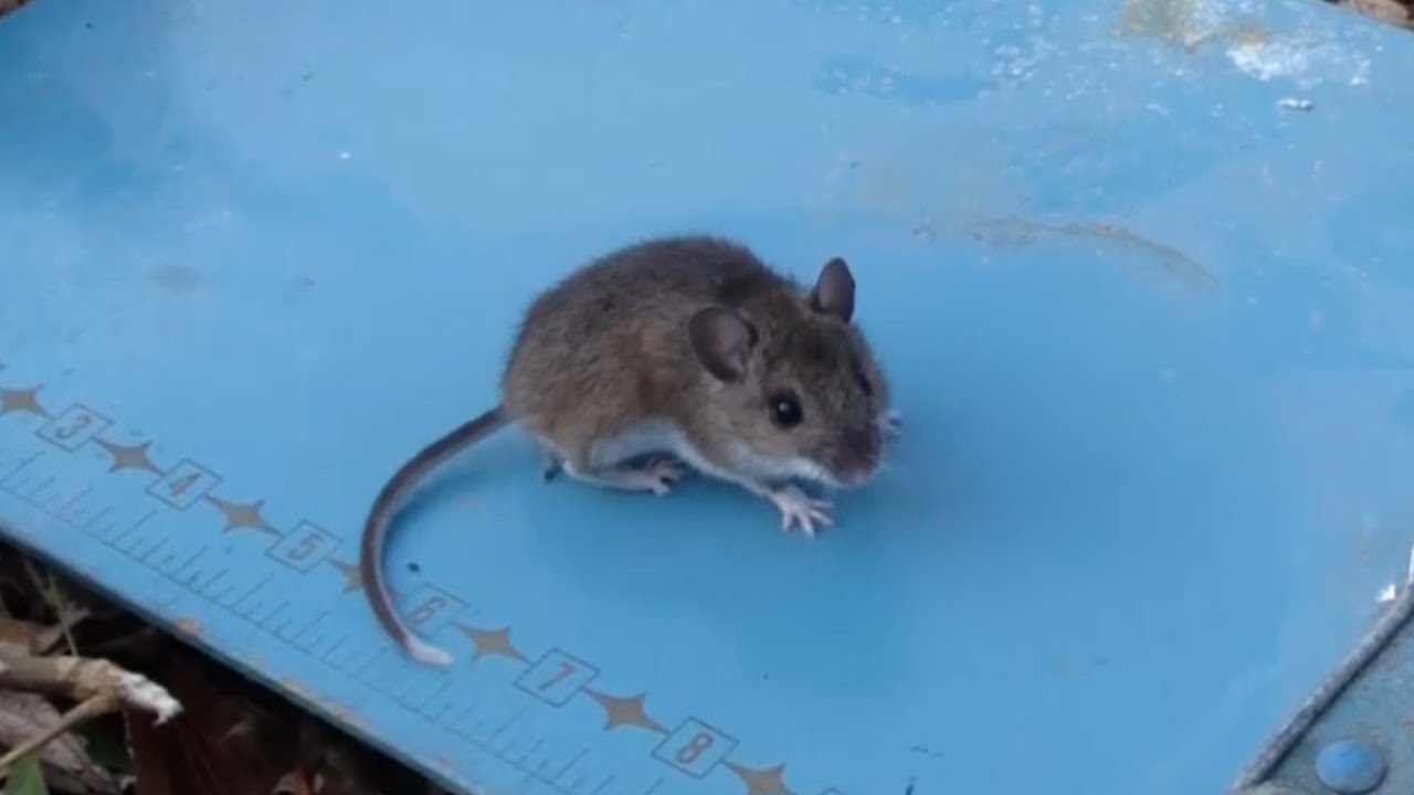 how to catch a mouse part 2 - YouTube