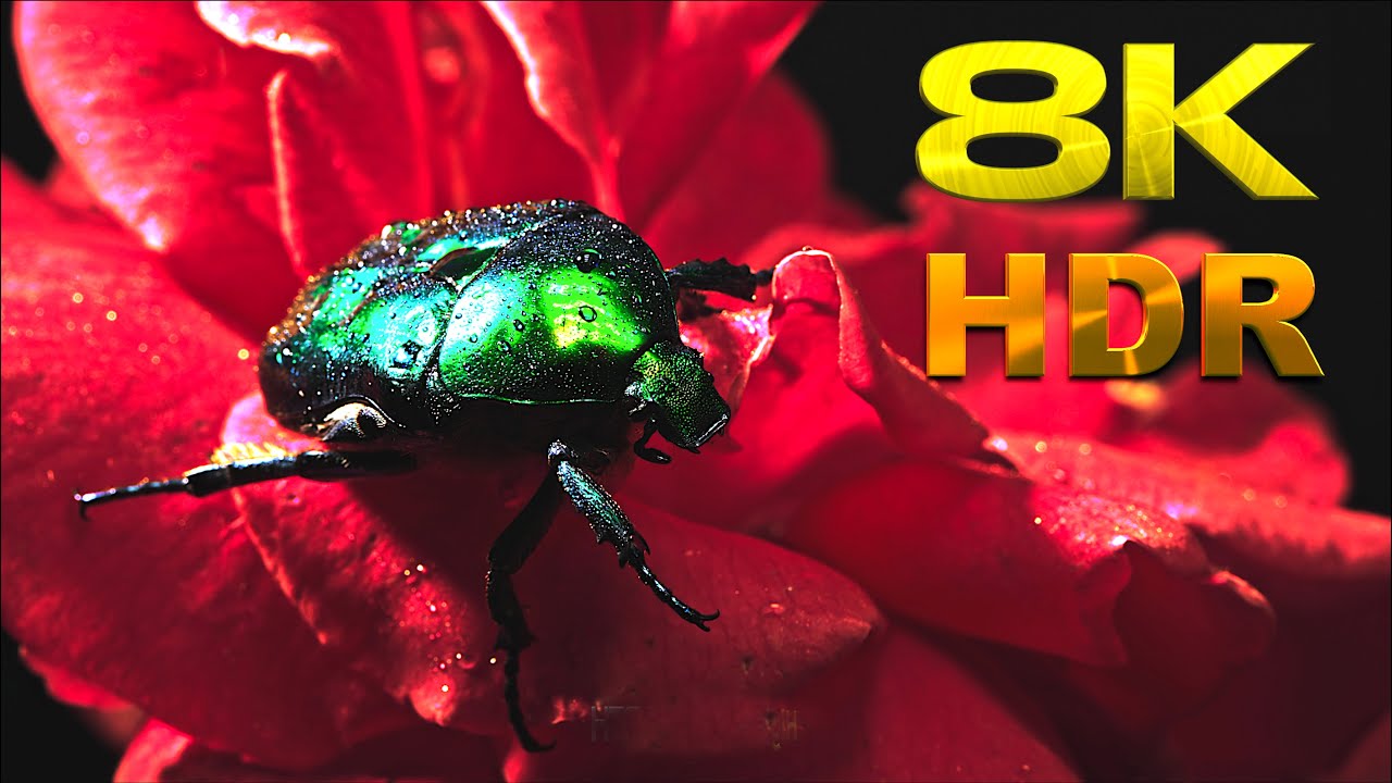 Macro World of Insects 2 (8K HDR) - YouTube