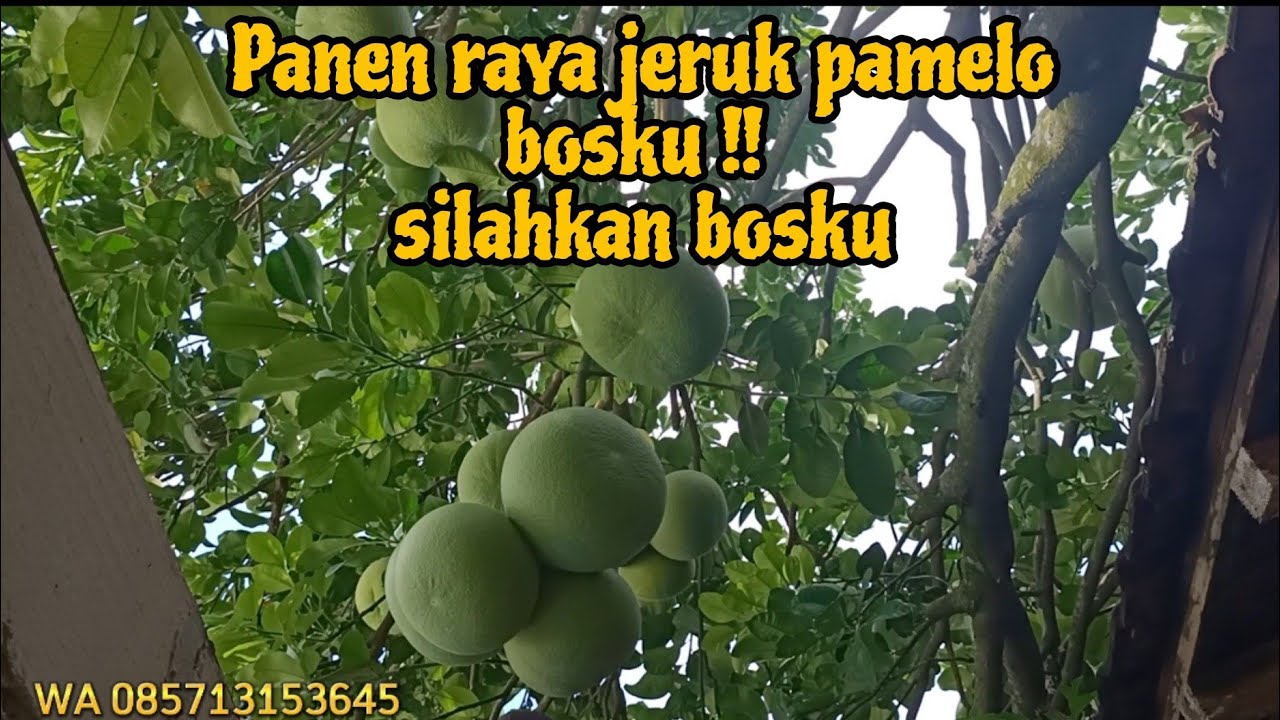 PENEN PAMELO MADU BUAT HARI RAYA IMLEK - YouTube