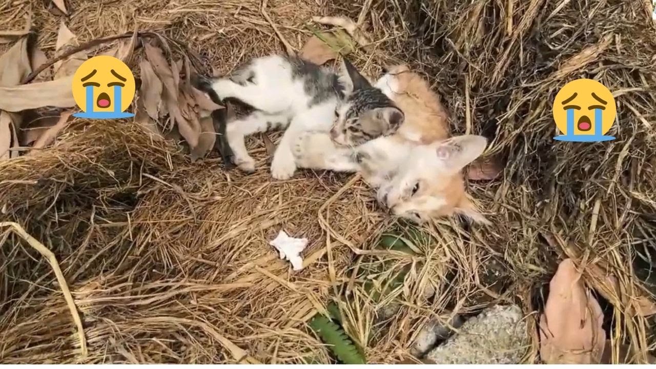 We found the abandoned yellow cat with homeless kittens the mother cat needs help immediately ...