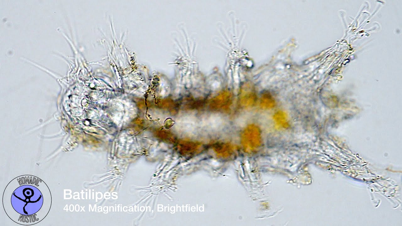 What is the strangest Tardigrade? Meet the Tardigrade with Gecko Feet ...