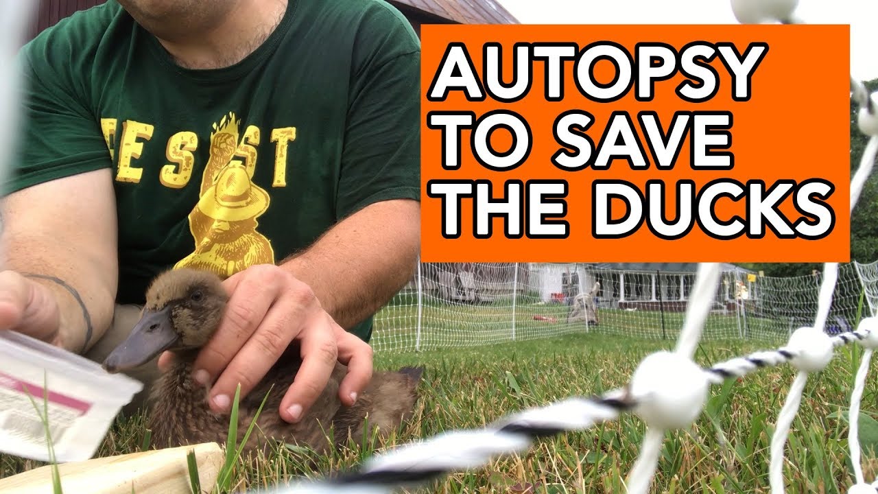 Duck Autopsy and More Sick Ducks - YouTube