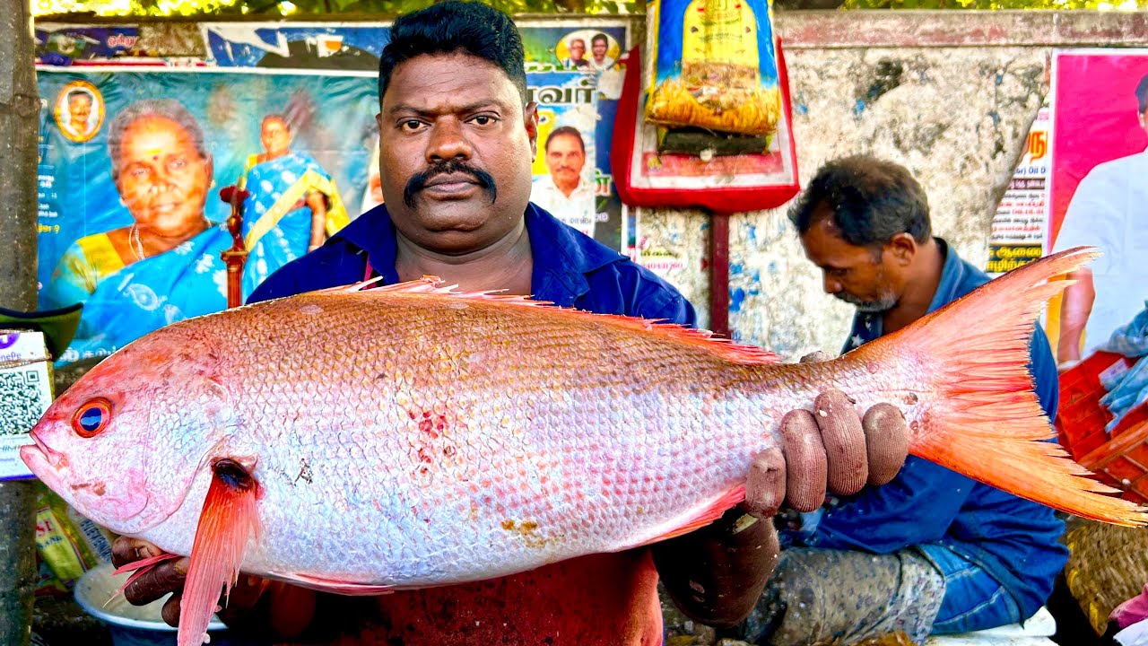 KASIMEDU SPEED SELVAM BIG SIZE RED SNAPPER 20Kg FISH🐟CUTTING 🔪VIDEO ...