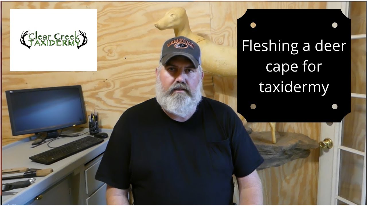 Fleshing a deer cape for taxidermy - YouTube