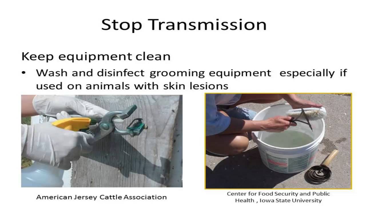 3.2 – Contagious Ecthyma (Orf): Transmission and Prevention - YouTube