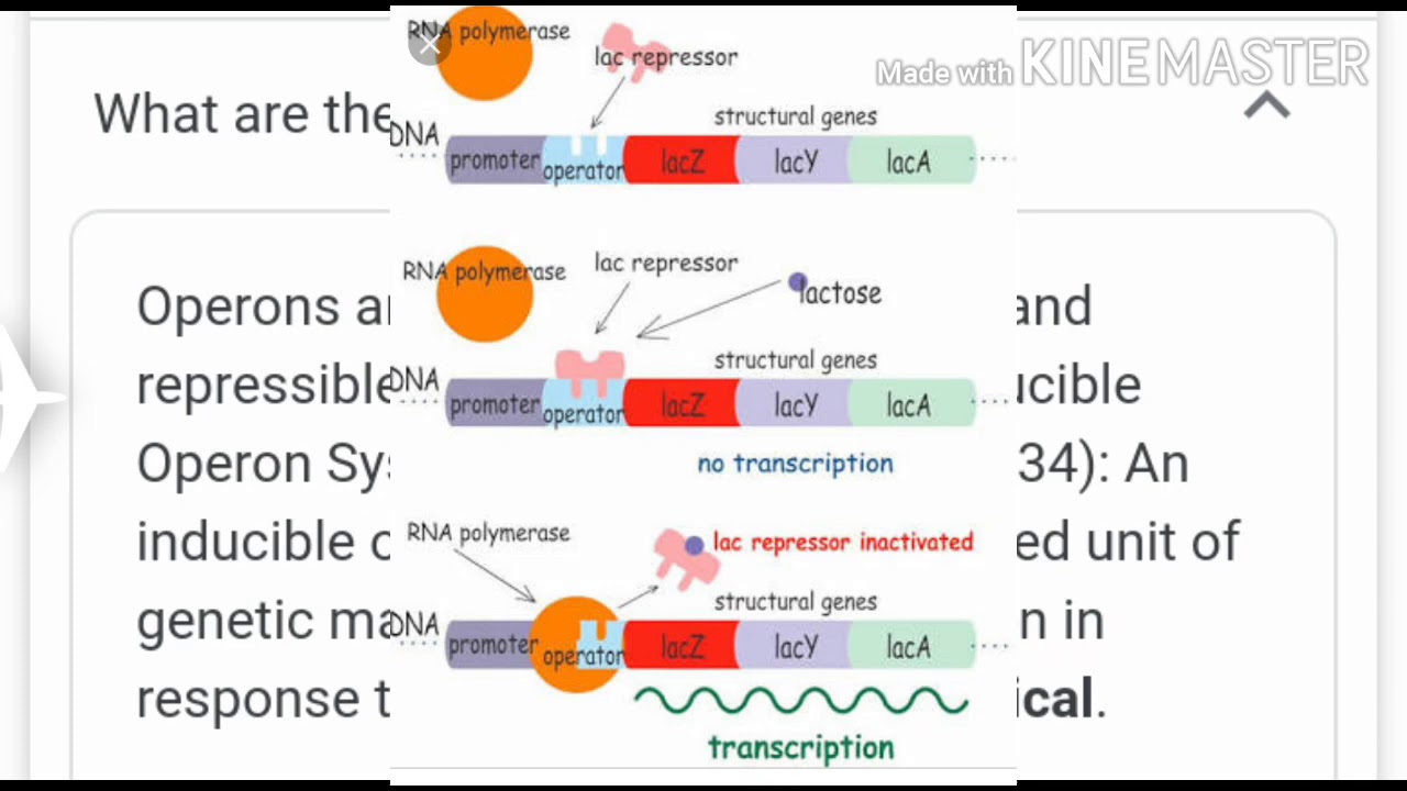 CLASS XII BIOLOGY CHAPTER 6 TOPIC OPERON MODEL - YouTube
