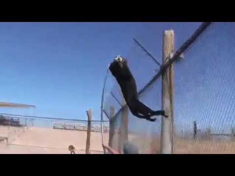 Roller değişti kara koca kedi rus sahibiyle oynuyor.  Komik rus kedi videoları.