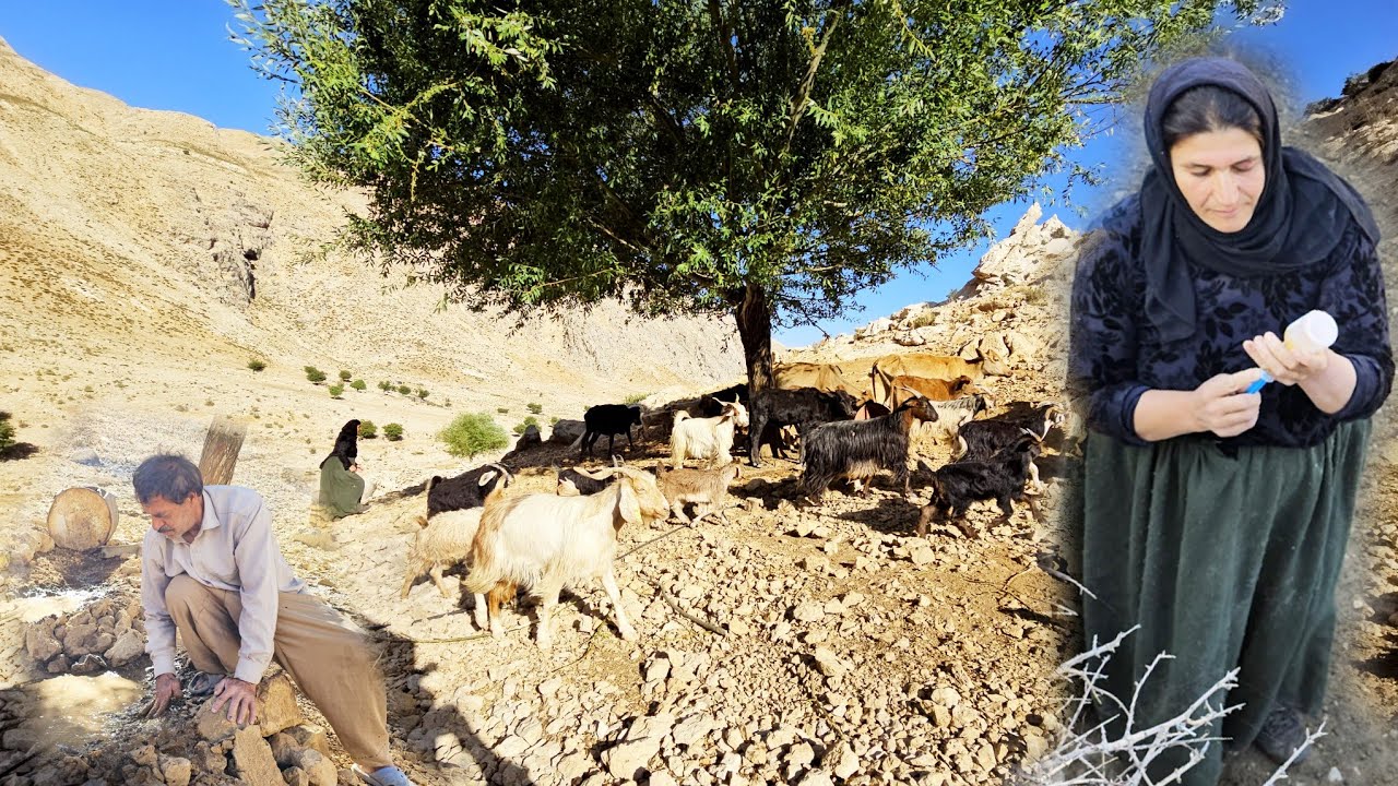 Documentary on nomadic life in Iran: Livestock vaccination and ...