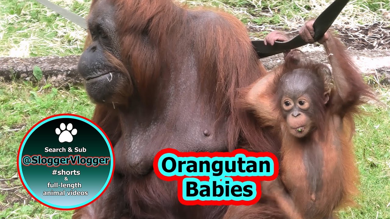 Orangutan Babies Crawling Adventure - YouTube