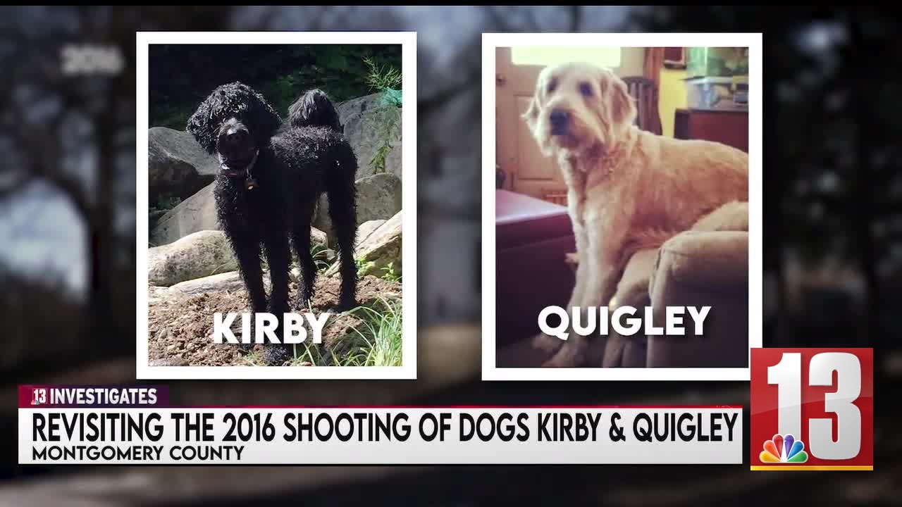 13 Investigates: Revisiting the 2016 shooting of dogs Kirby and Quigley ...