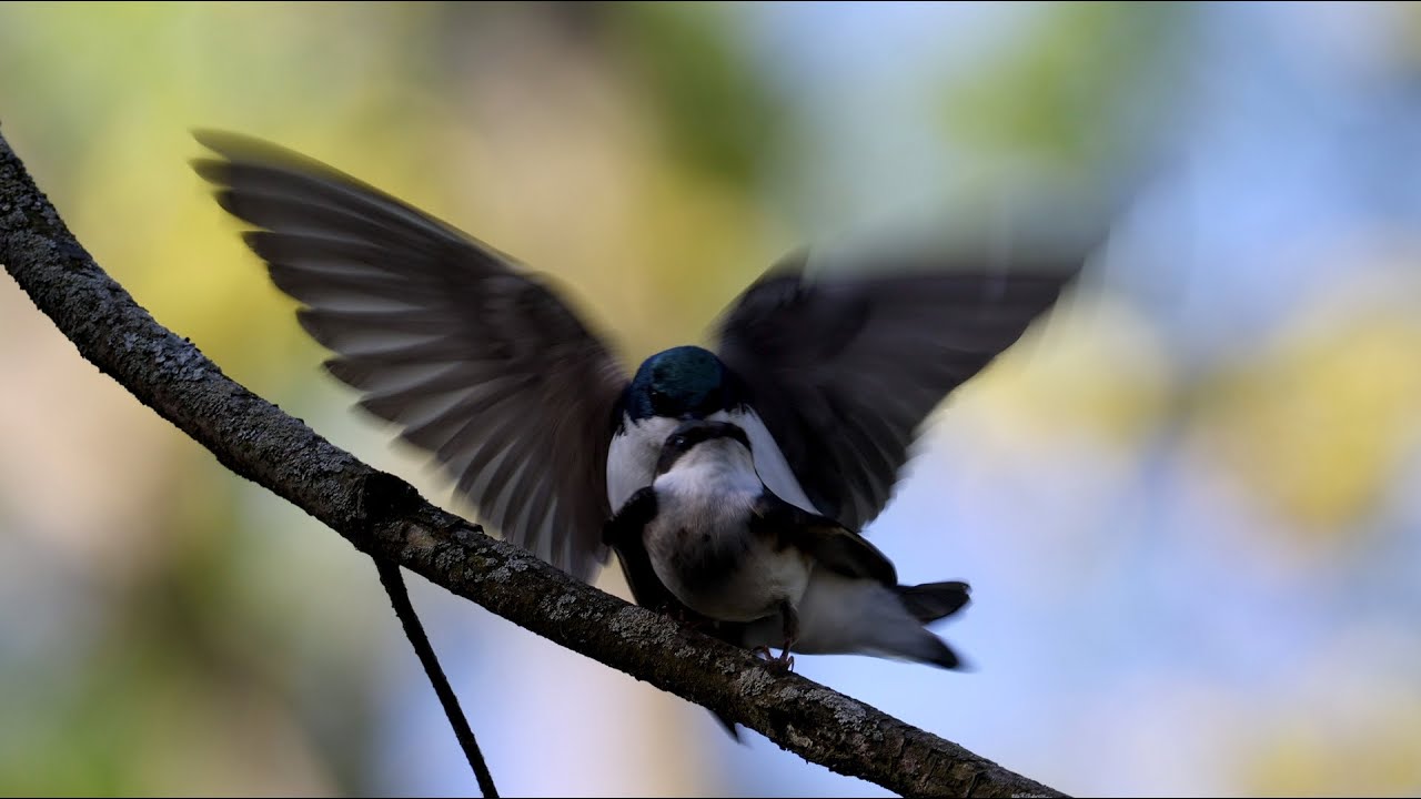 Tree Swallows Mating - YouTube