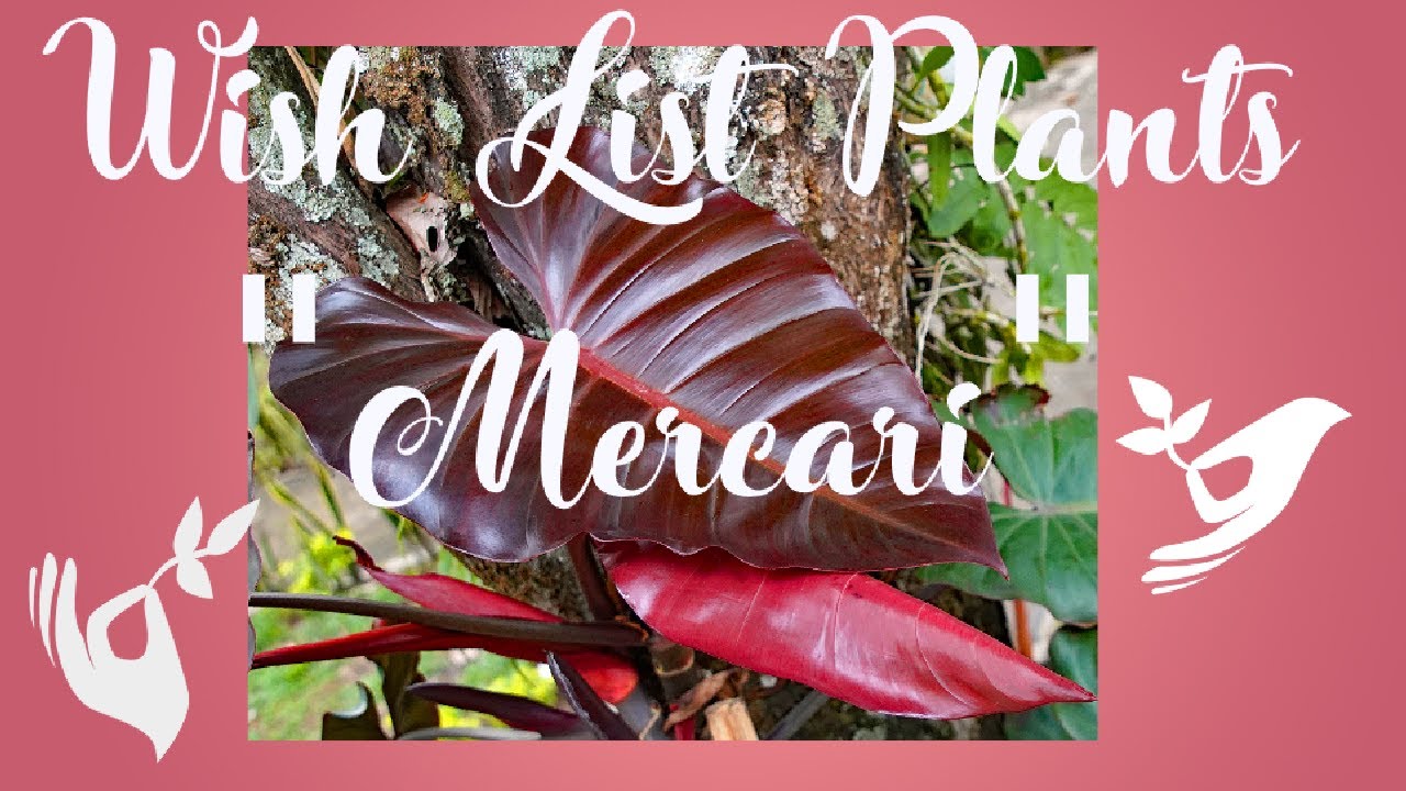 2 Wish List Plants From Mercari - YouTube