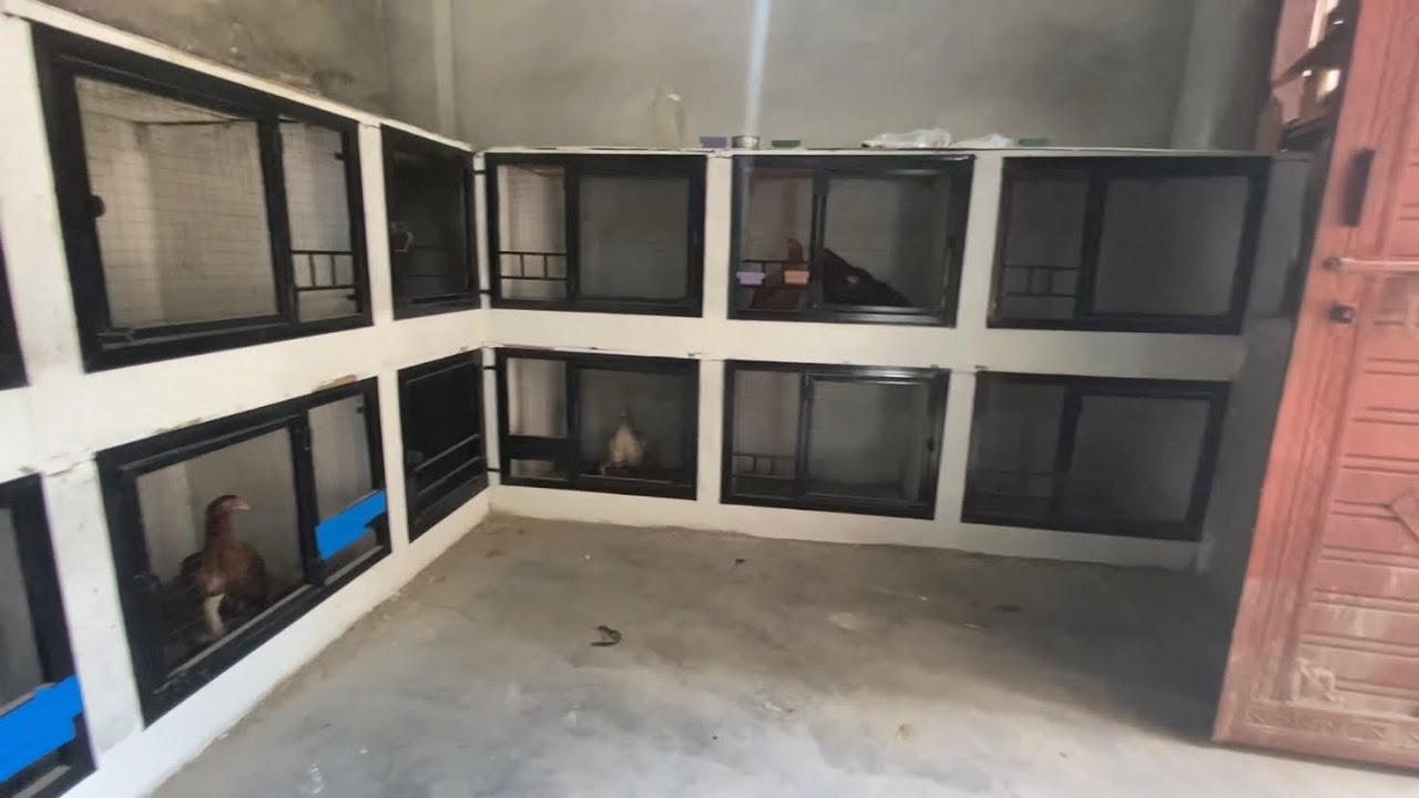 My New Cages | Aseel setup | Aseel cages From start to end - YouTube