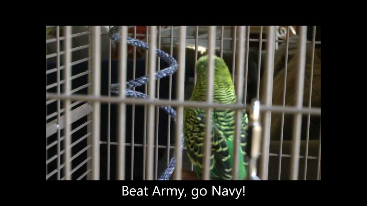 Jailbird Disco the Parakeet - YouTube