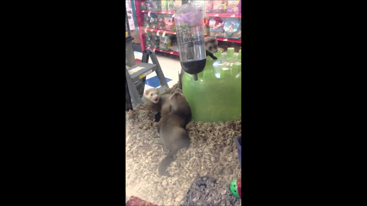 Ferrets at Petco - YouTube