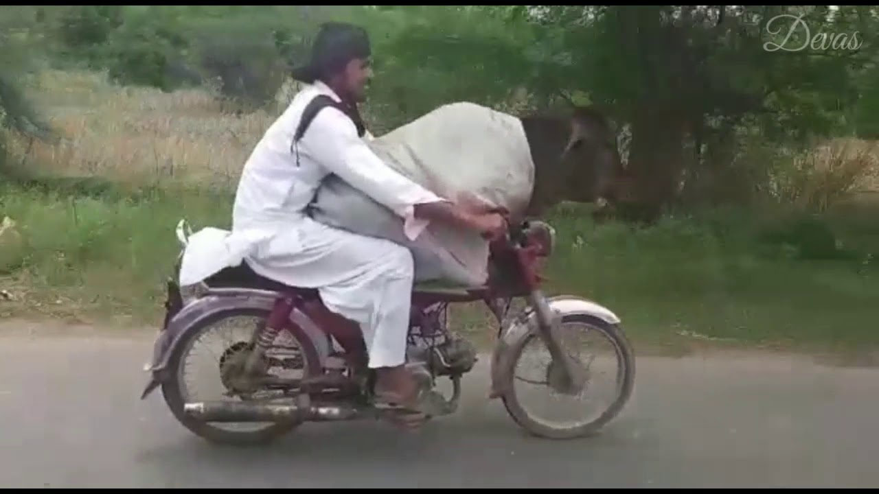 Sapi naik motor??? | Sapi santuy - YouTube