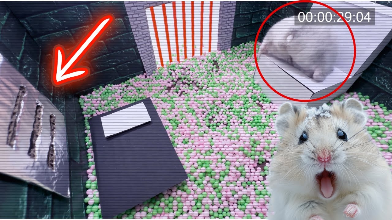HAMSTER BREAKOUT!! | HAMSTER ESCAPES PRISON MAZE with TRAPS in REAL ...