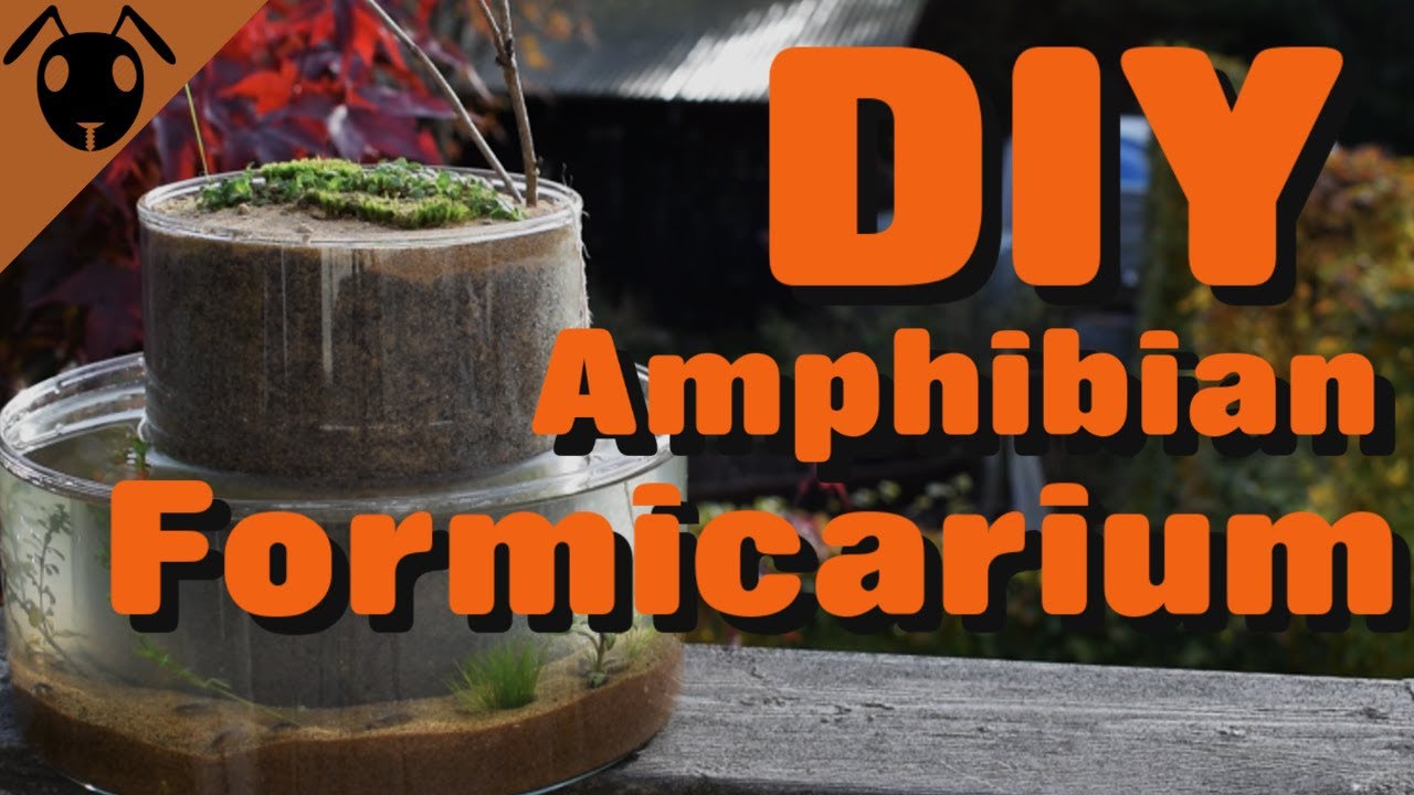 AMPHIBIAN Ant FORMICARIUM build! *Tutorial* - YouTube