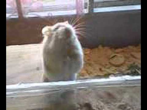 Mi Ardilla Rusa llamada Runrruna - YouTube