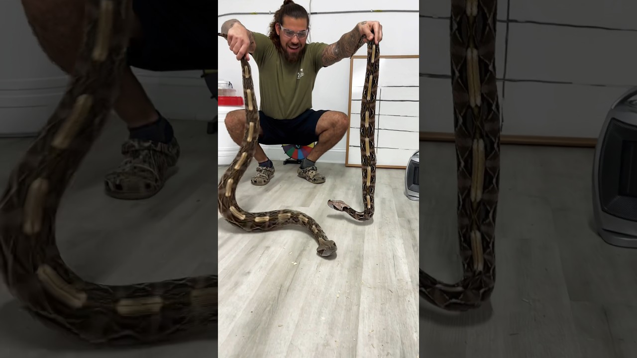 2 GIANT GABOON VIPERS! 🐍(Longest FANGS In The WORLD) #shorts - YouTube