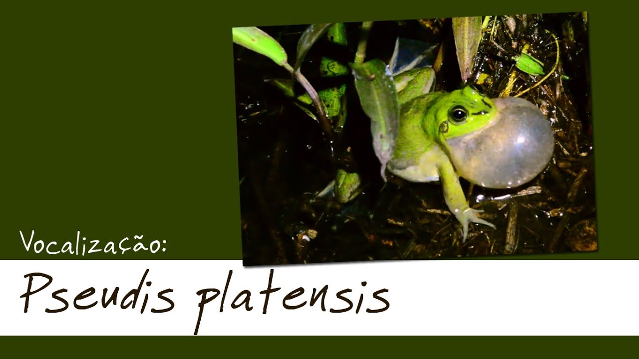 Pseudis platensis - YouTube