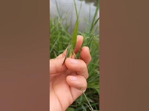 Đây mới là con Bọ Muỗm thường nướng để ăn #shorts - YouTube