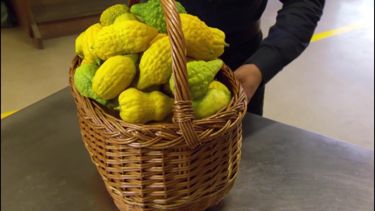 The Kosher Dilemma - Etrog (pt 2) - YouTube