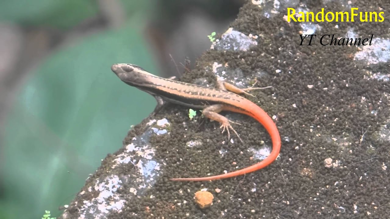 Golden Skink - YouTube