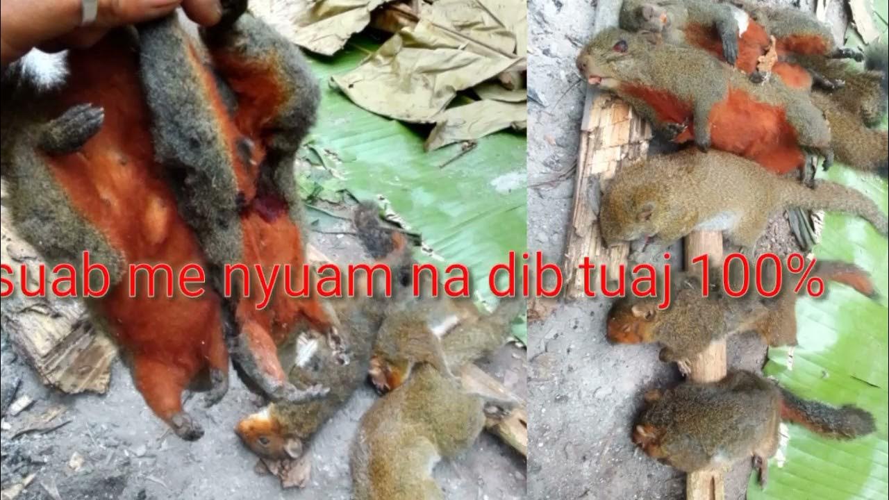suab me nyuam na dib tuaj zoo heev 100 % - YouTube