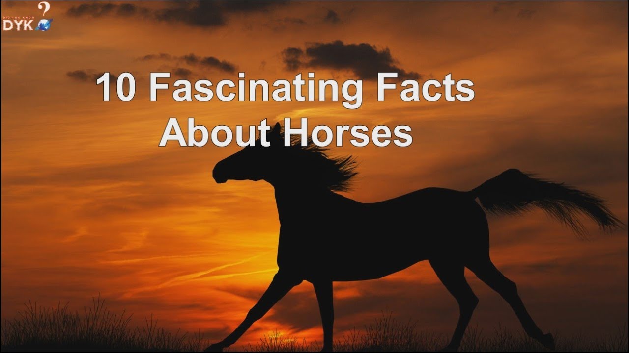 10 Fascinating Facts About Horses Doovi 10-fascinating-facts-about-horses-doovi