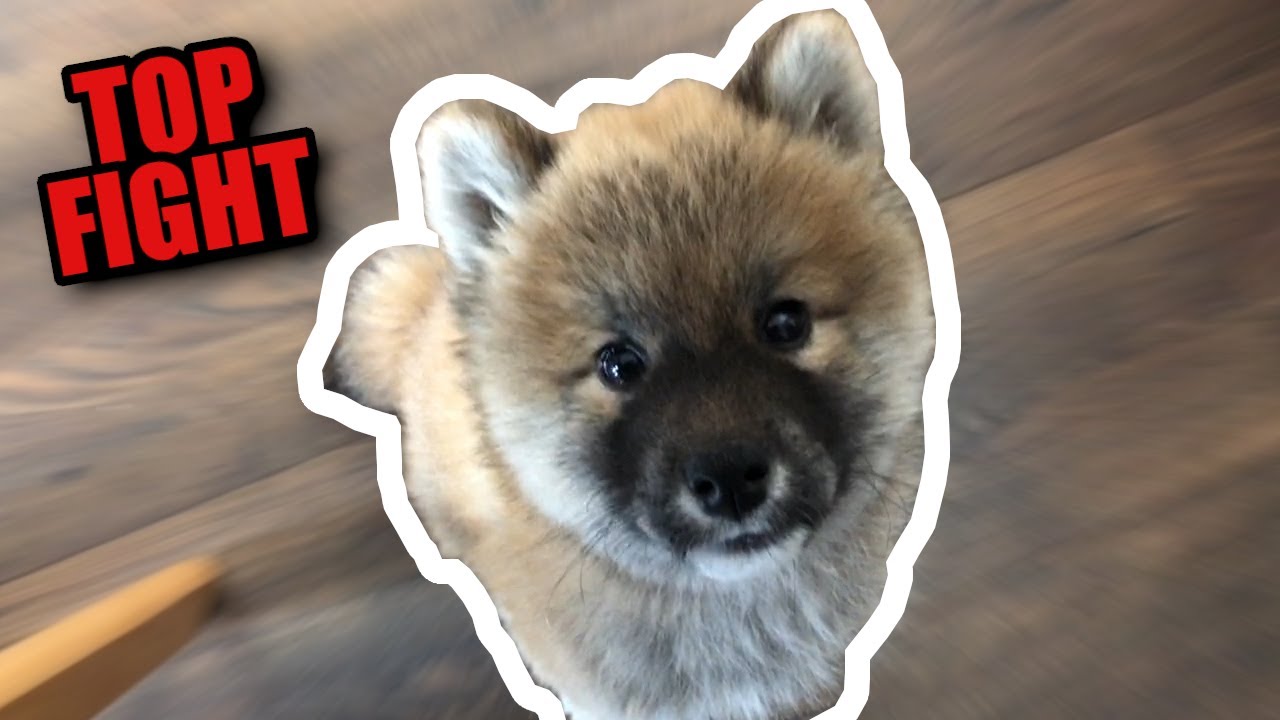 How to fight a strong opponent? | Top free fight | Tokyo Doge #shiba ...