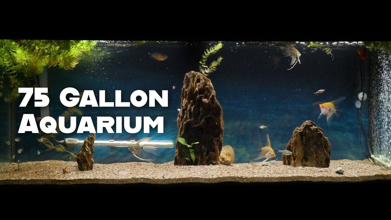 75 Gallon Freshwater Aquarium | Angelfish, Tetras, Dragon Rocks ...
