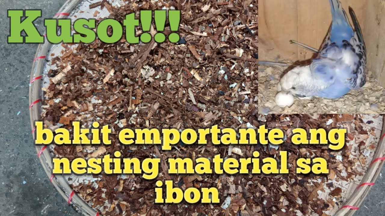 Bakit emportante ang nesting material sa ibon - YouTube