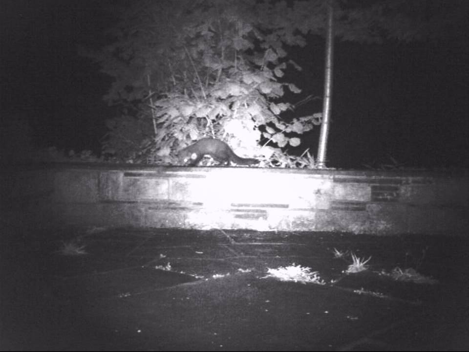 Quand la fouine decend du mur...... - YouTube