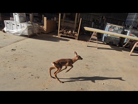 OH Deer!!!