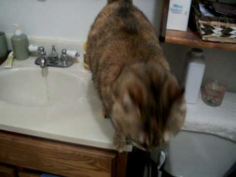How to drown a cat in the sink - YouTube