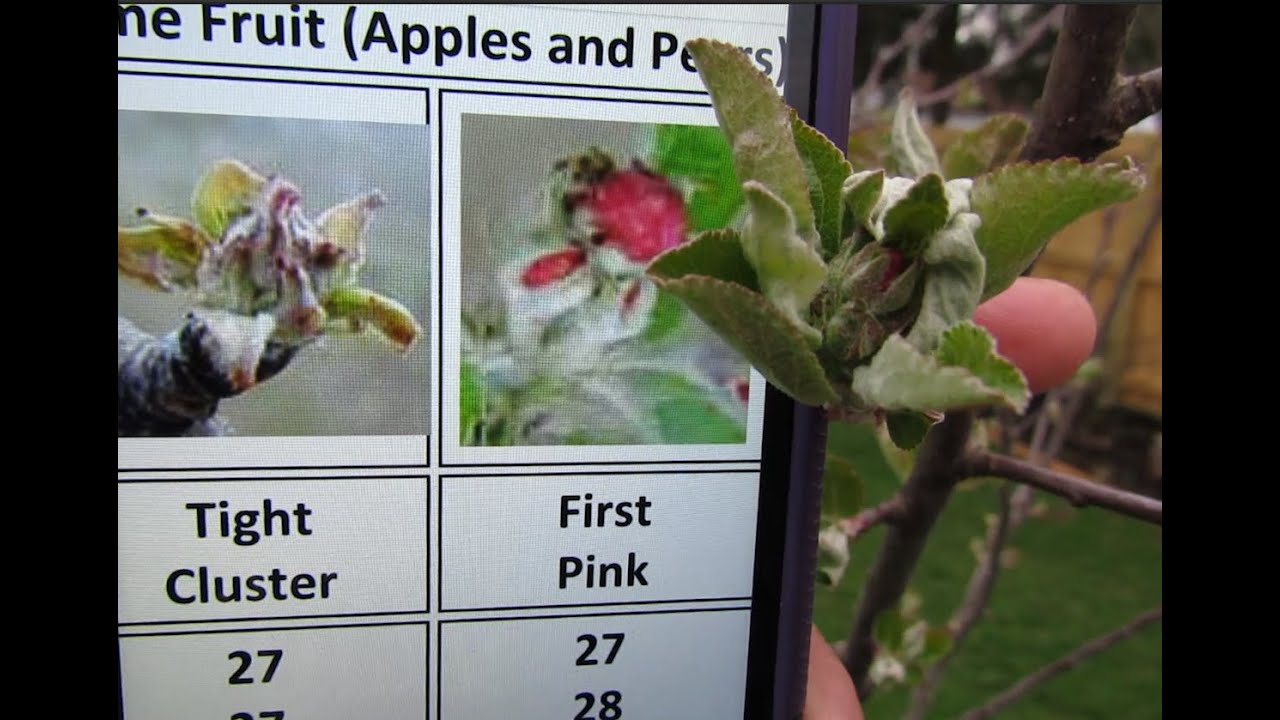 Frost and Freeze Damage to Fruit Tree Buds - YouTube