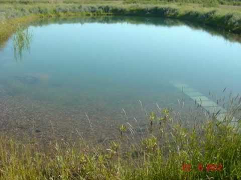 Мой прудик 0001 - YouTube