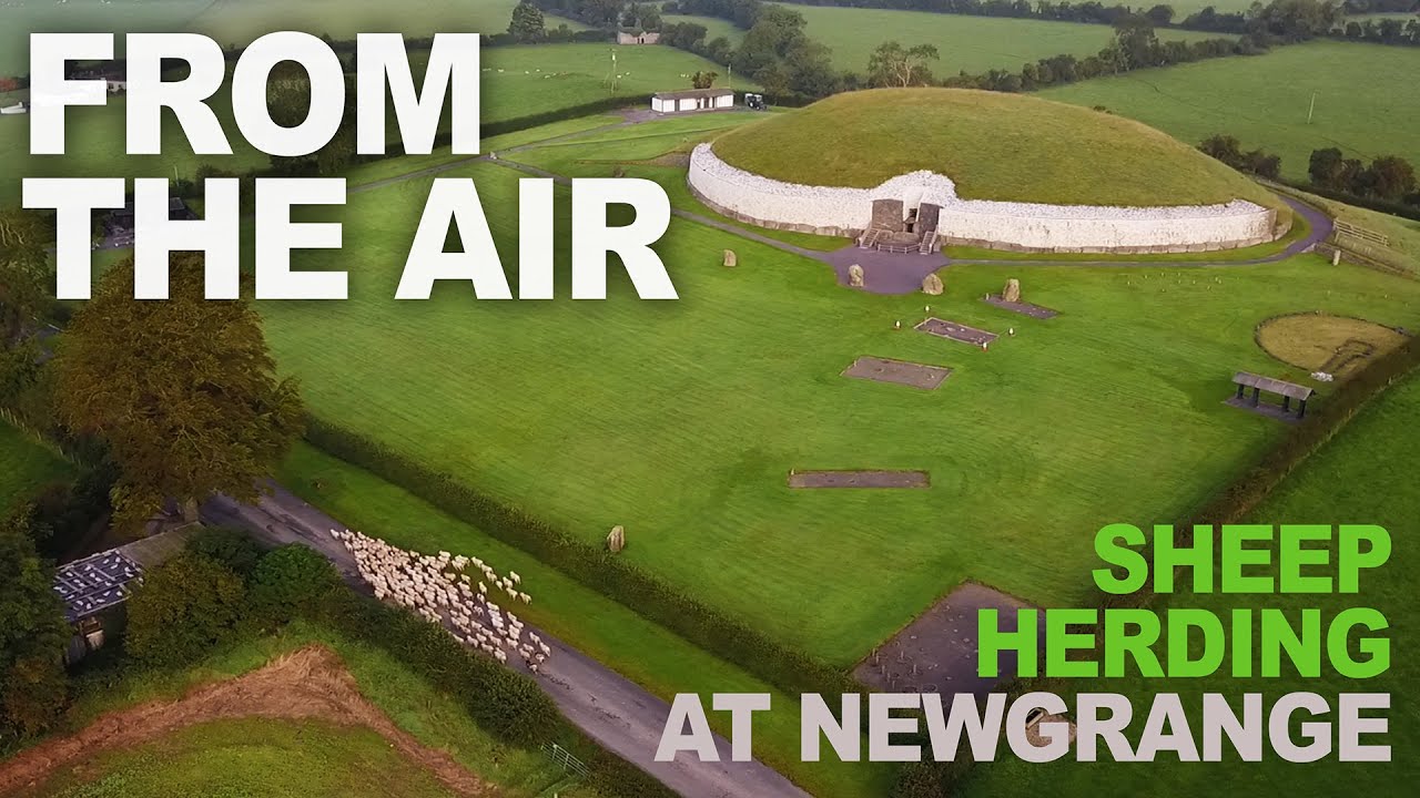 FROM THE AIR: Sheep being herded at Newgrange Farm - YouTube