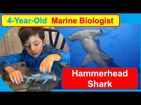 Marine Biology: Hammerhead Shark with MKG - YouTube