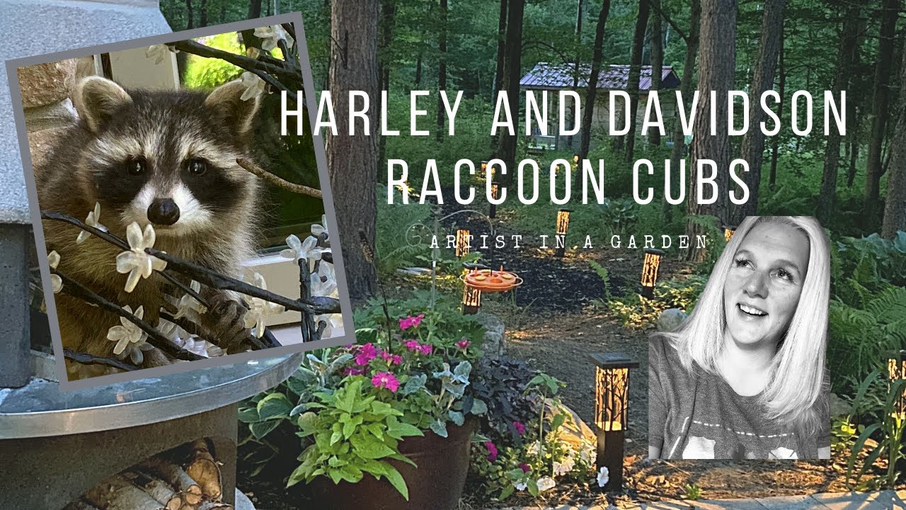 Harley and Davidson raccoon cubs! - YouTube