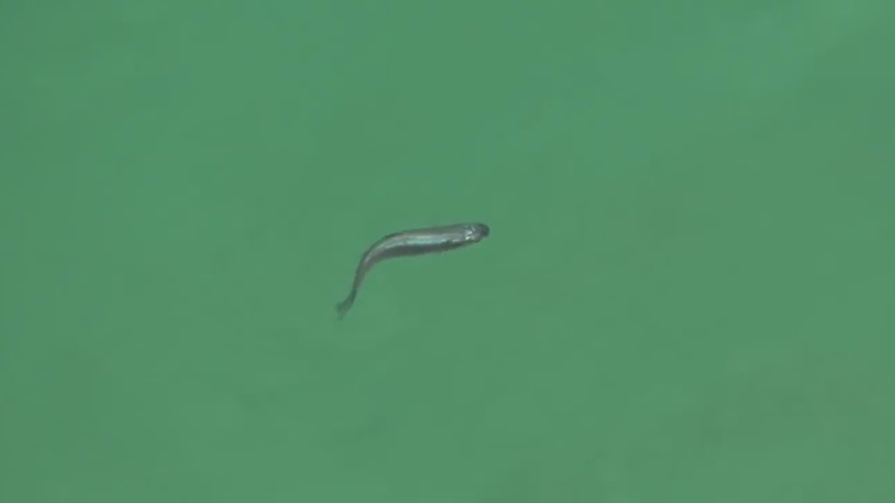 Anomaly Fish - YouTube