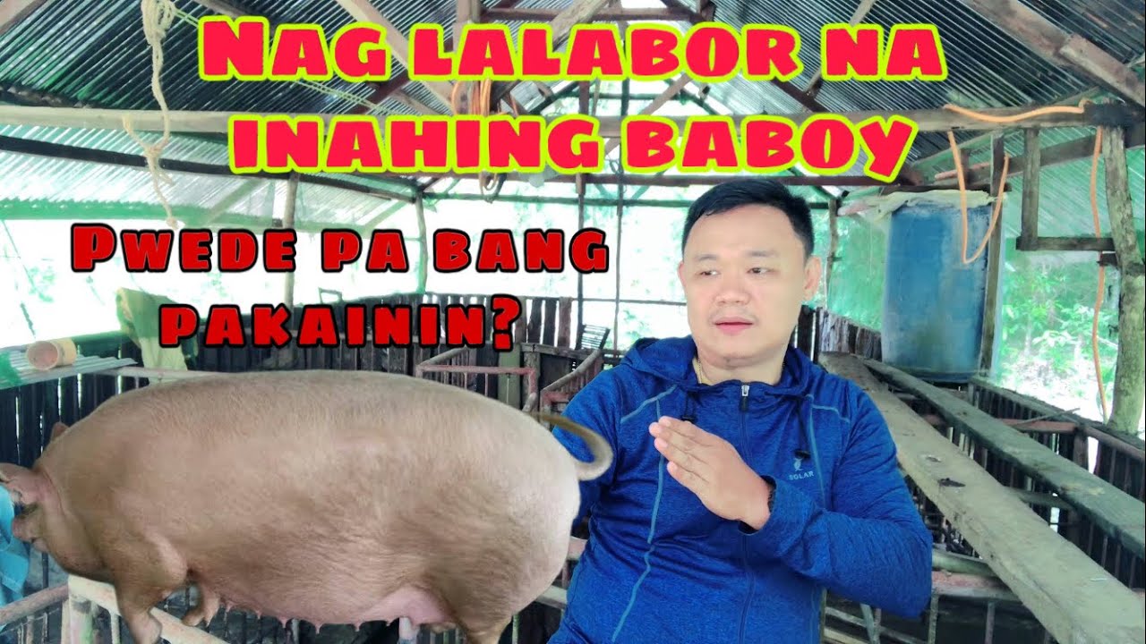 Pwede pa bang pakainin ng feeds ang mga nag lalabor na mga inahing ...