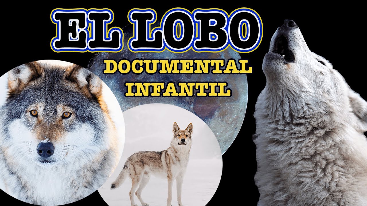 EL LOBO 🐺 🌙 | Videos educativos para niños | Los animales ...