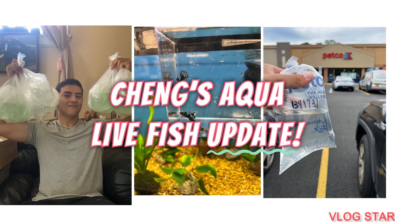 Update on my $600 live fish order! Putting them in their TANKS! - YouTube