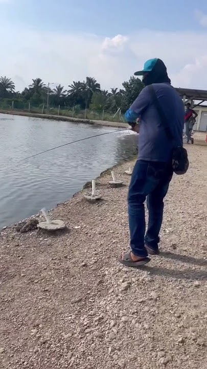 🌏MANCING KOLAM AIR ASIN STRIKE IKAN KAKAP PUTIH YG GANAS....#SHORTS. - YouTube